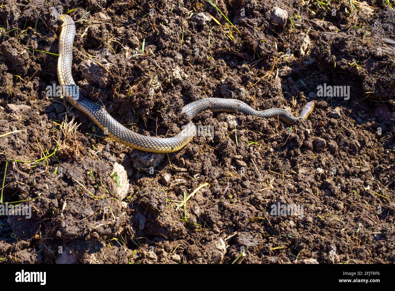 Au printemps, un grand serpent jaune-gris nommé serpent Caspien ou ...