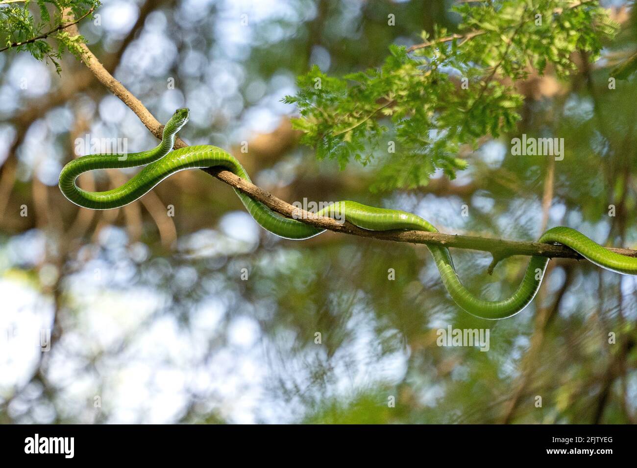 Serpent mamba vert Banque de photographies et d’images à haute ...