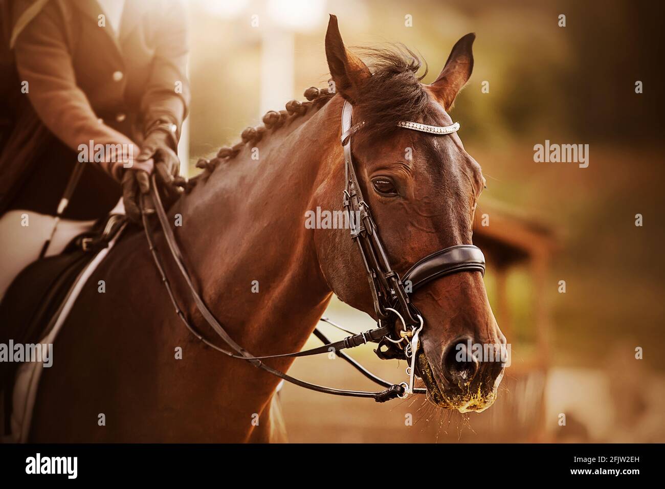 Portrait d'un beau cheval de baie avec une manie tressée et un cavalier ...