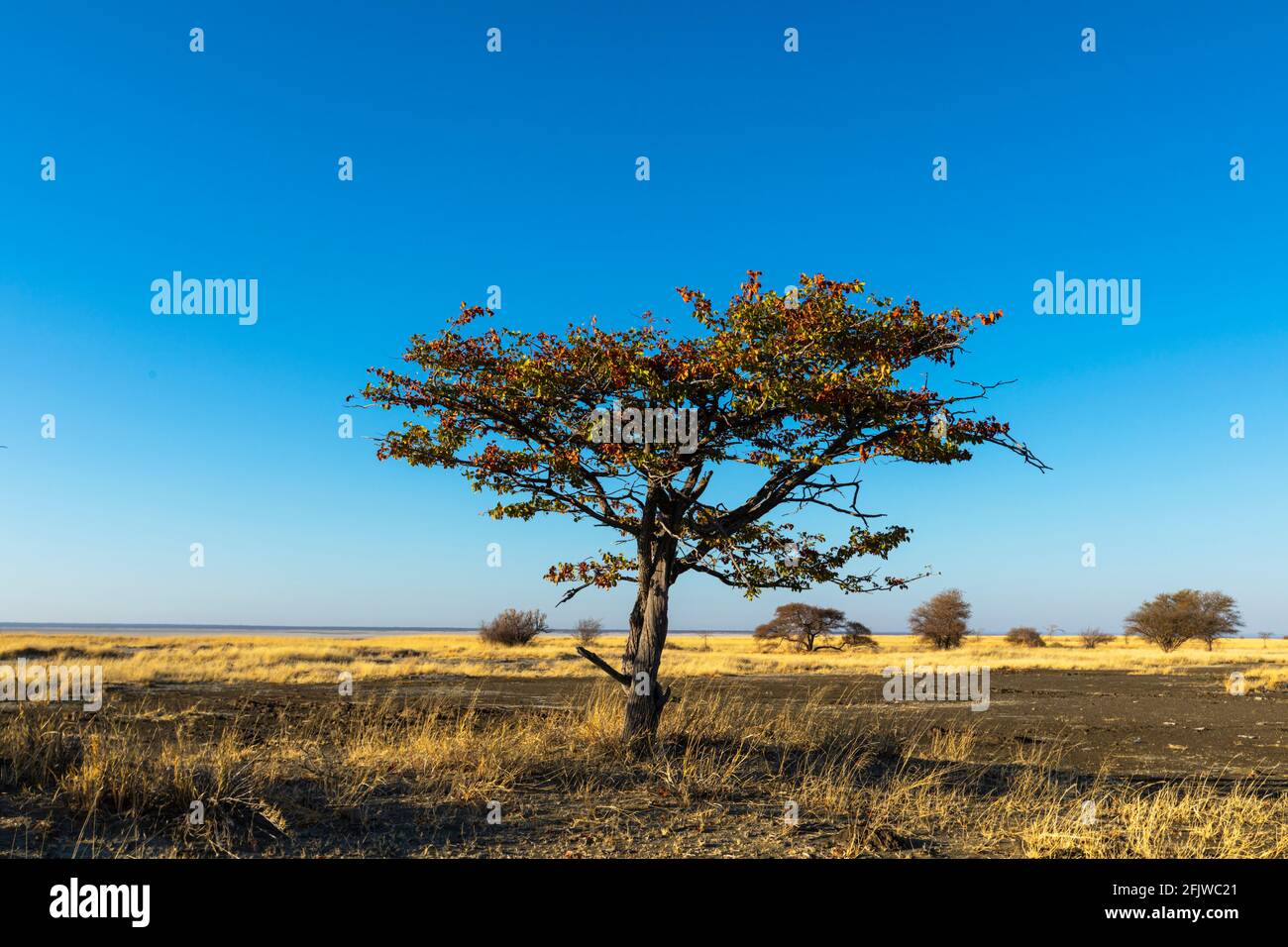 Mopani tree Banque de photographies et d’images à haute résolution - Alamy