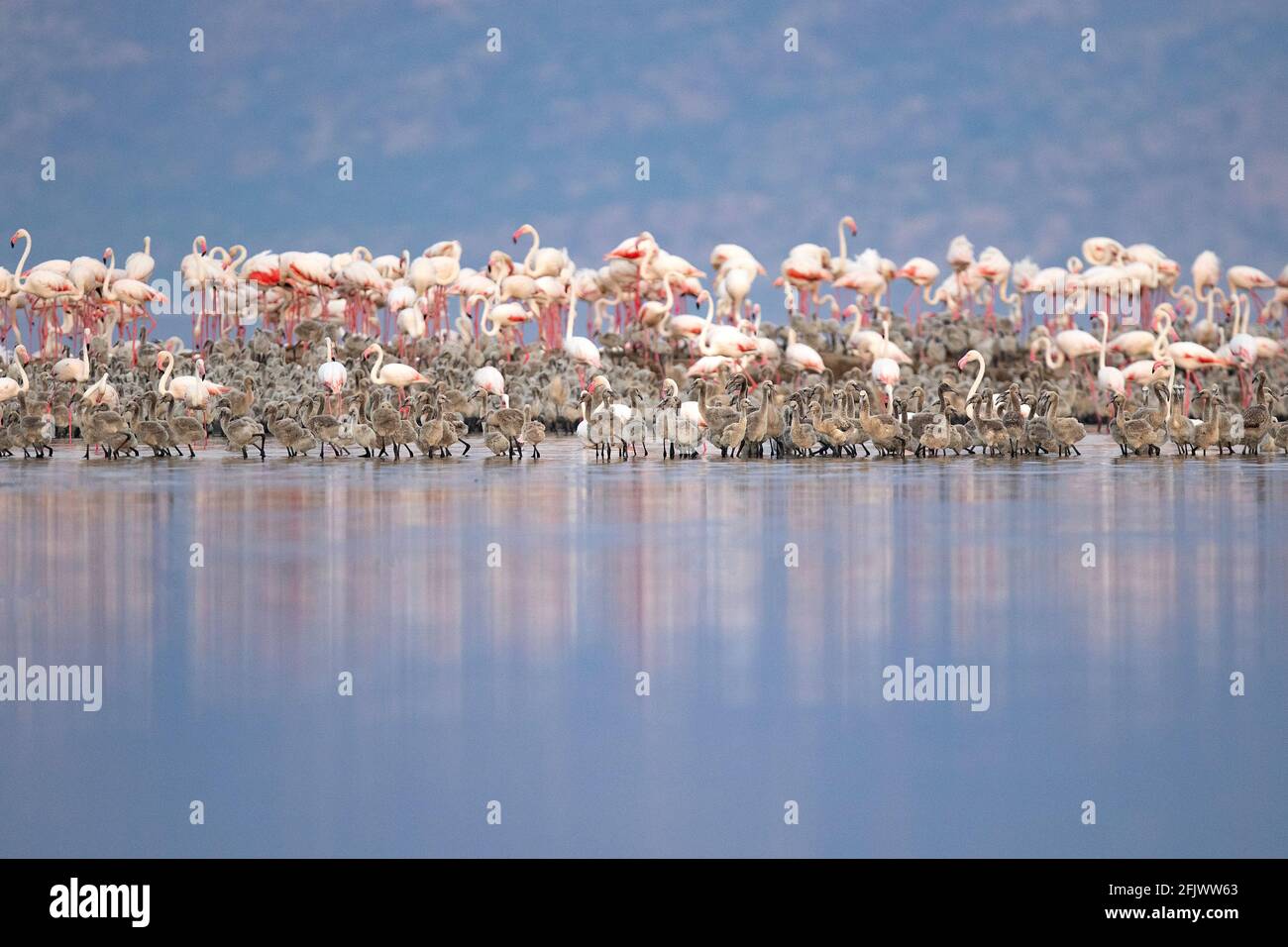 Flamants roses au lac de natron Banque de photographies et d’images à ...