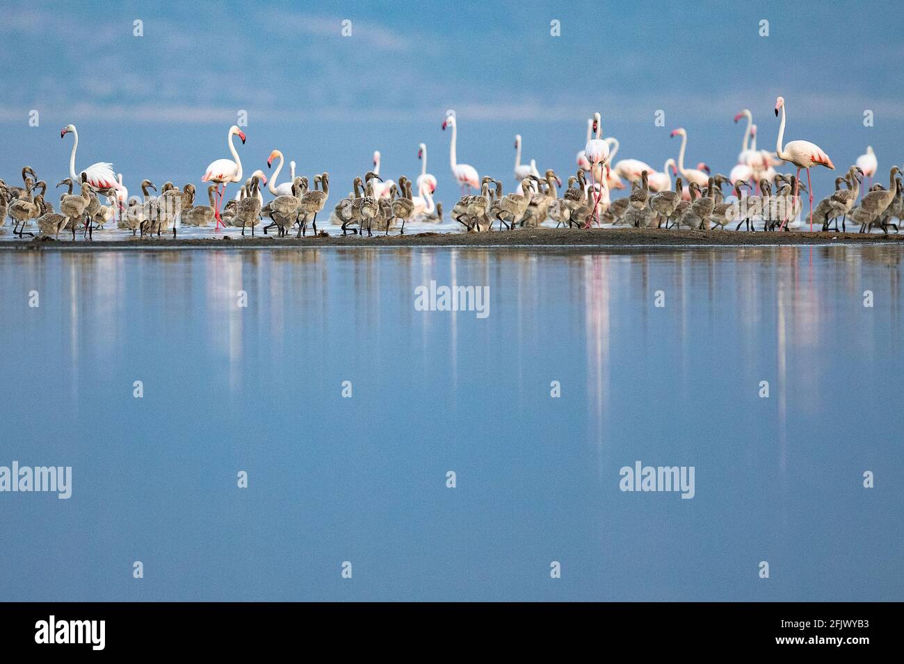 Flamants roses au lac de natron Banque de photographies et d’images à ...