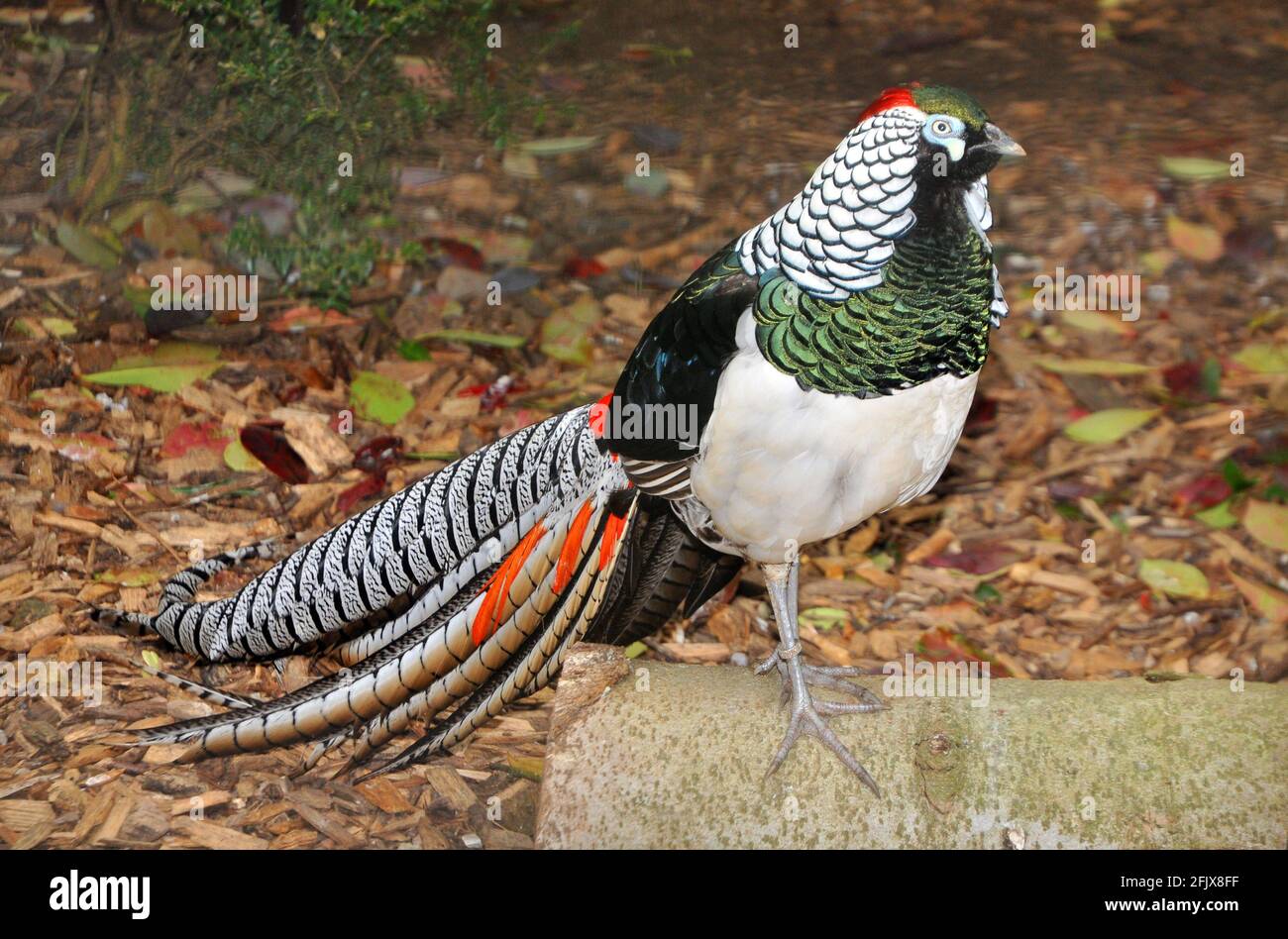 Faisan de lady amherst Banque de photographies et d’images à haute ...