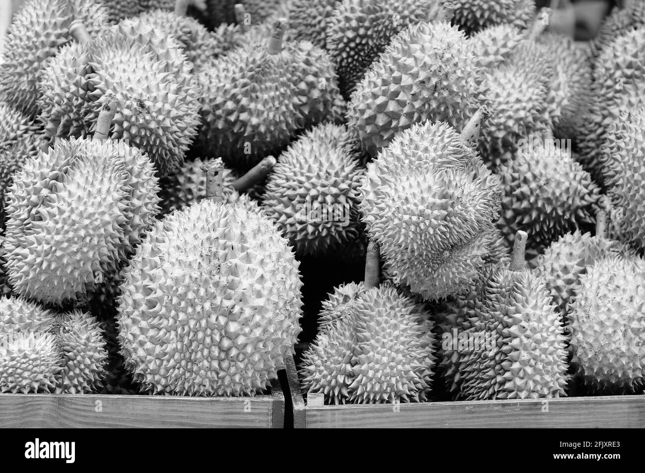 Durian zibethinus Banque d'images noir et blanc - Alamy
