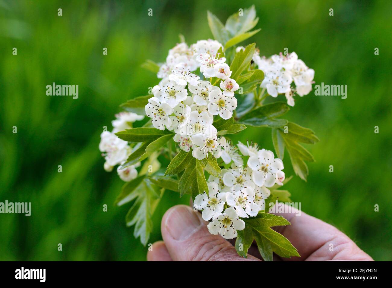 Feuille de crataegus monogyna Banque de photographies et d’images à ...
