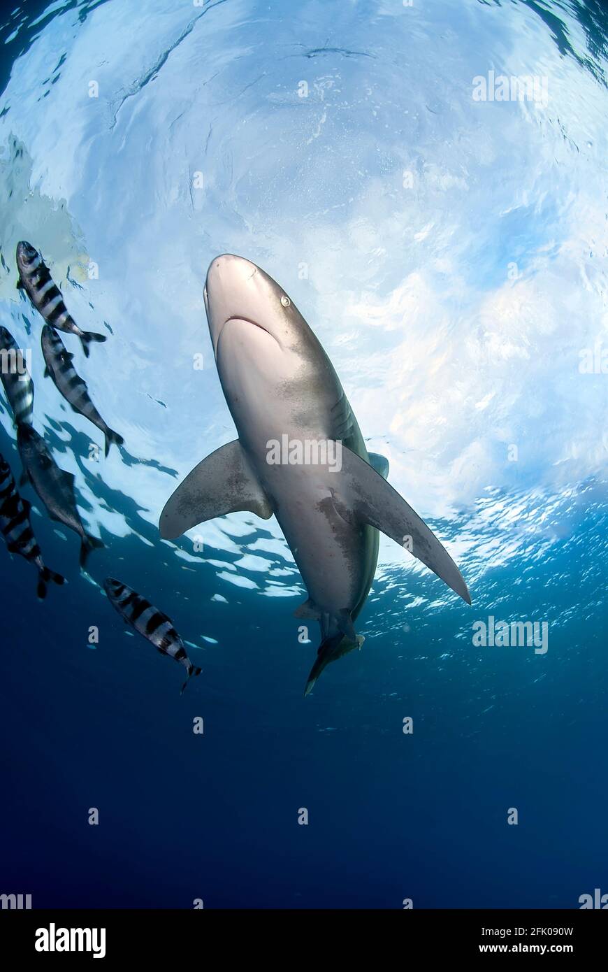 Requin À Pointe Blanche Banque d'image et photos - Alamy