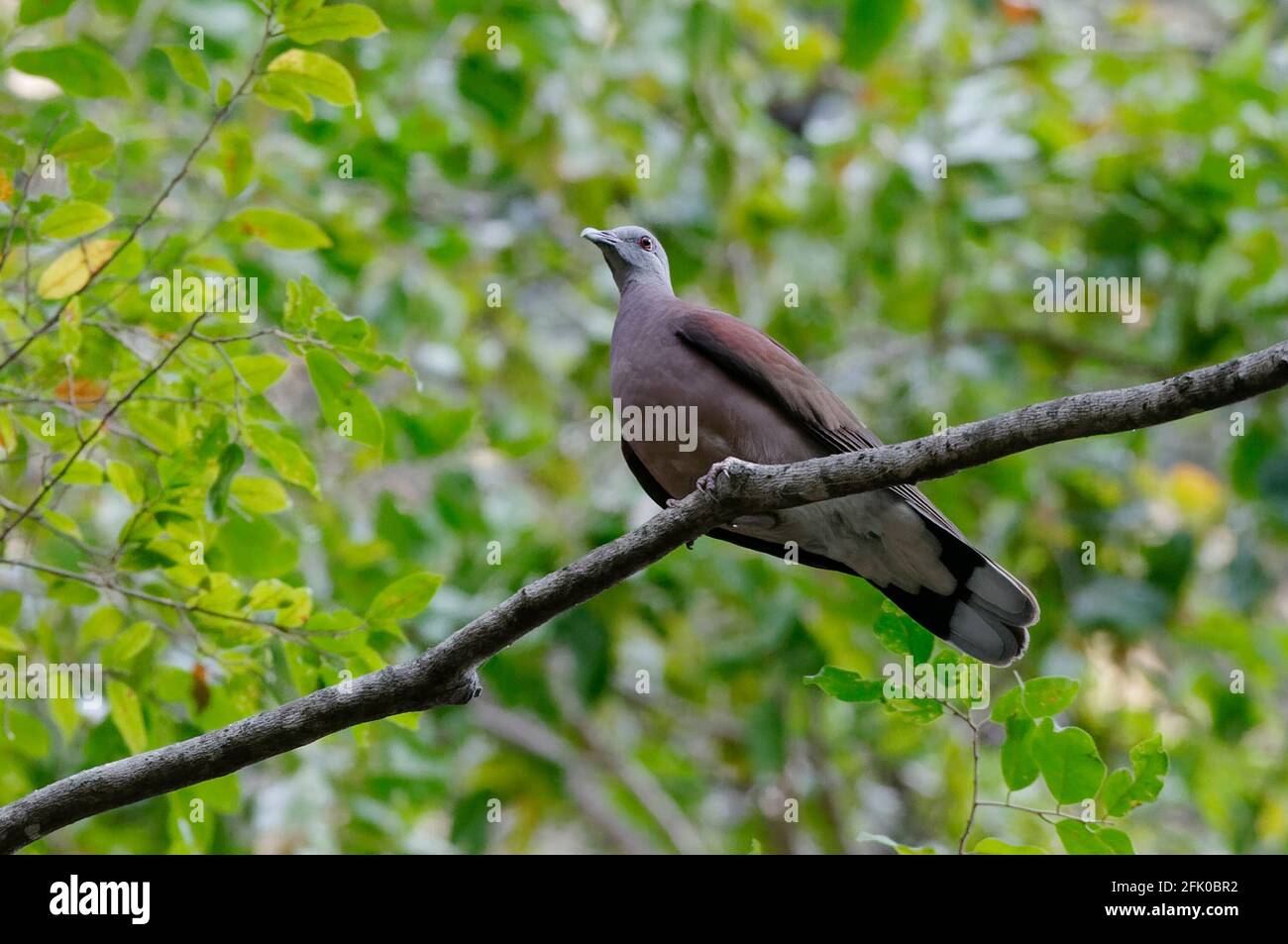 Streptopelia picturata Banque de photographies et d’images à haute ...