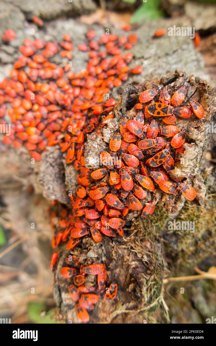 Pyrrhocoris apterus – la punaise – est un insecte commun de la famille ...