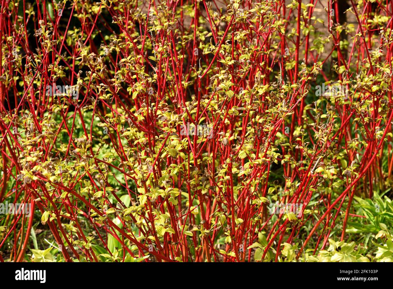 Tiges rouges Banque de photographies et d’images à haute résolution - Alamy