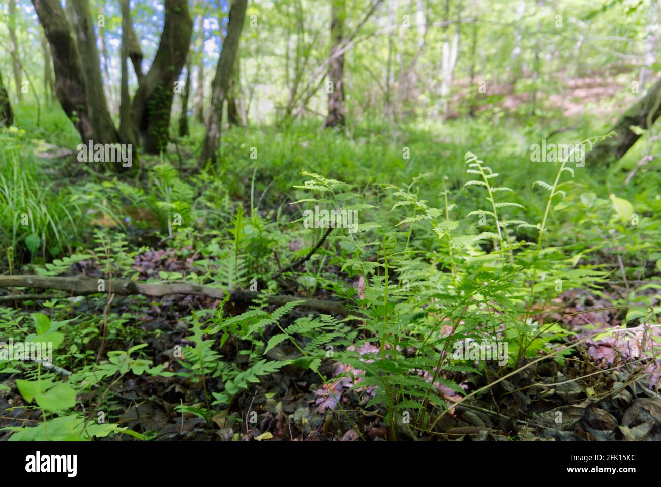 Sur le sol de la forêt Banque de photographies et d’images à haute ...