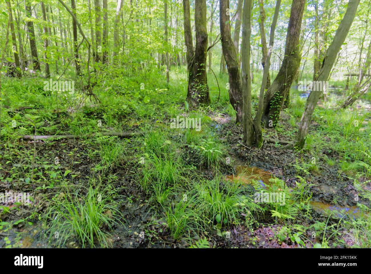 Sur le sol de la forêt Banque de photographies et d’images à haute ...