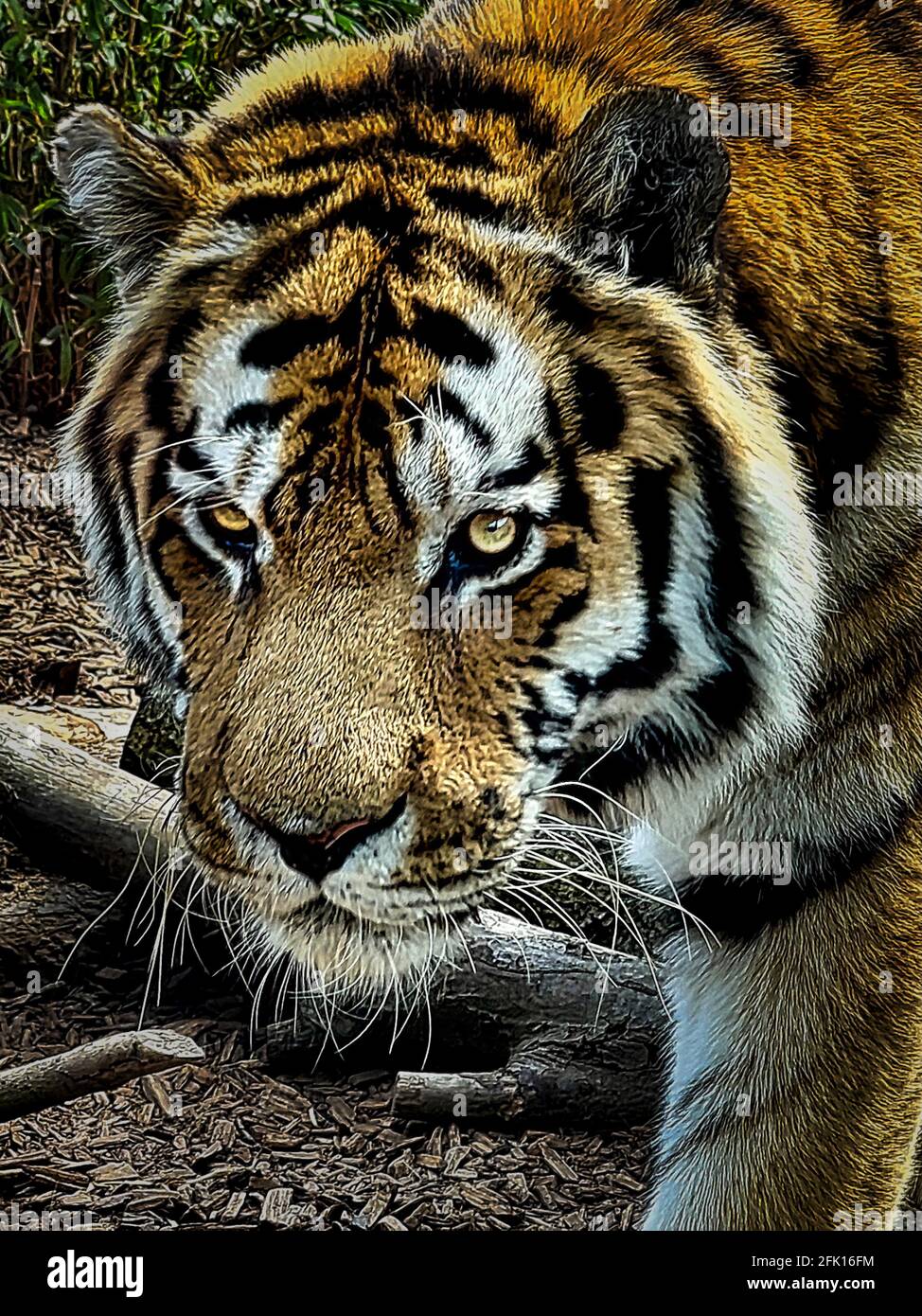 Tigre 1 Banque de photographies et d’images à haute résolution - Alamy
