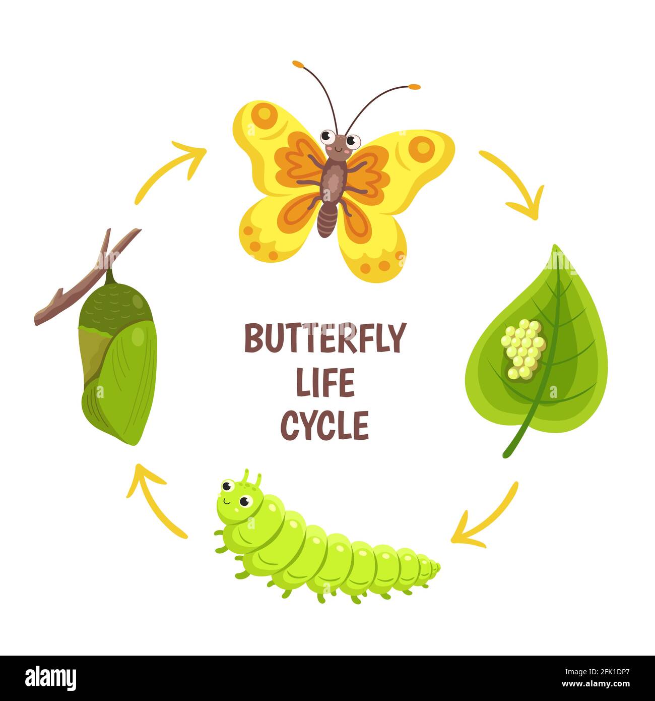 Cycle De Vie Du Papillon