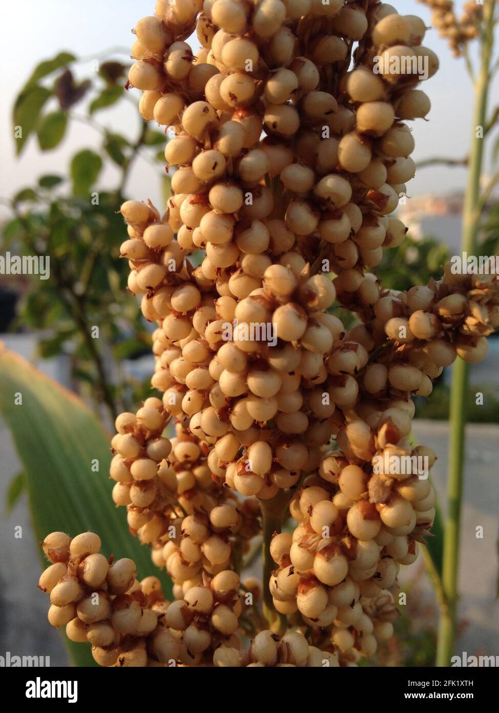 Great millet Banque de photographies et d’images à haute résolution - Alamy