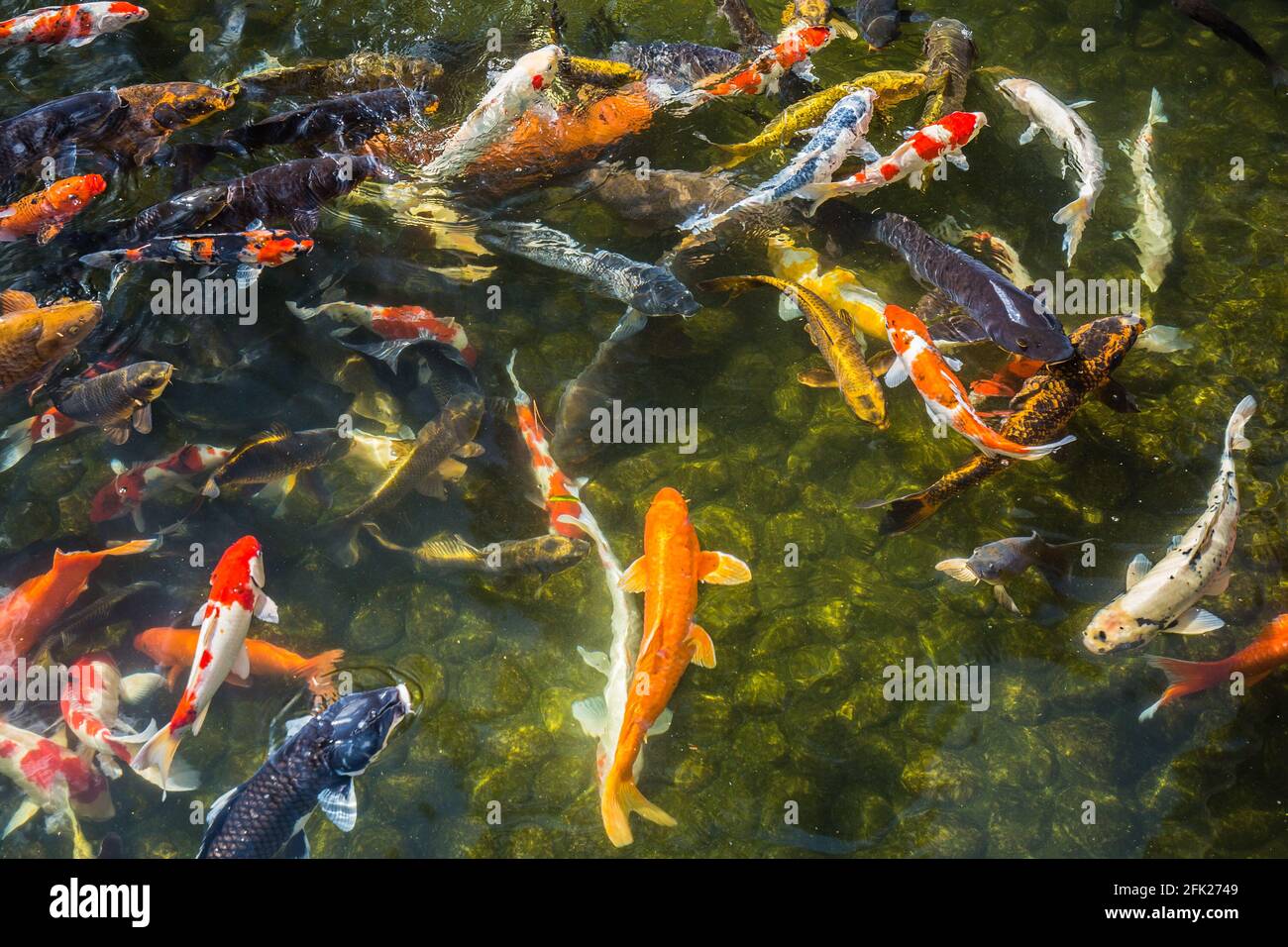 Bassin à poissons japonais Banque de photographies et d’images à haute ...