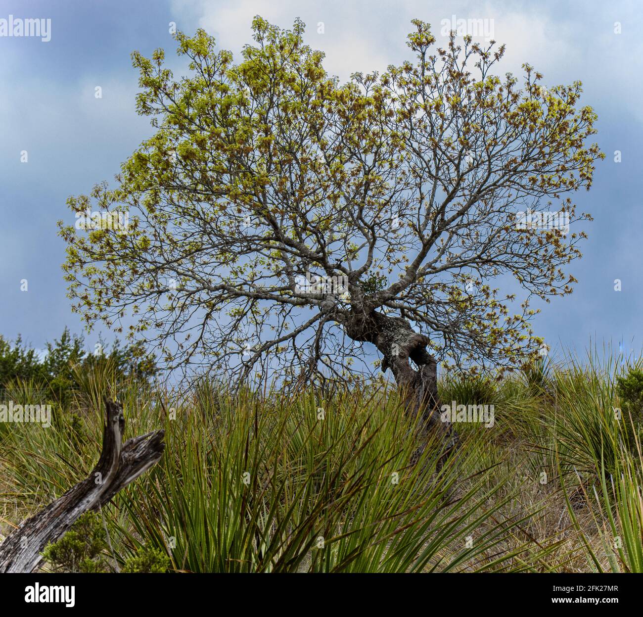 Yucca rupicola Banque de photographies et d’images à haute résolution ...
