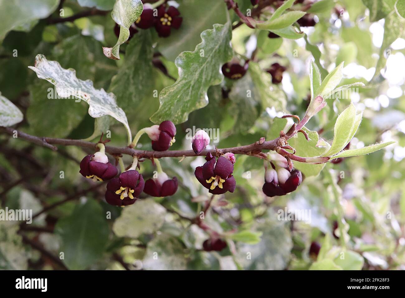 Pittosporum tenuifolium irene paterson Banque de photographies et d ...