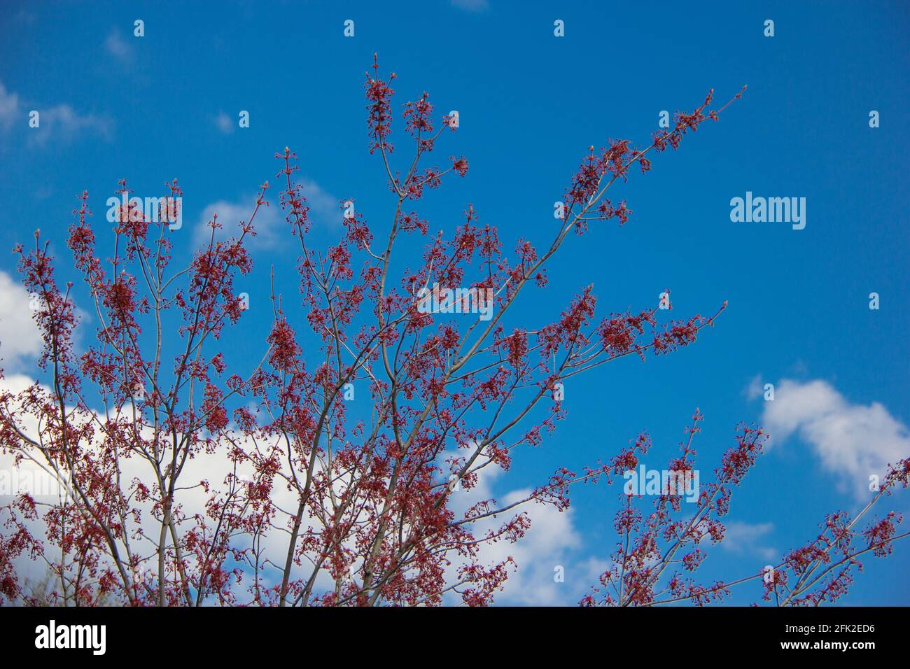 Arbre branches cerisier fleur paysage paysage avec ciel Banque de ...
