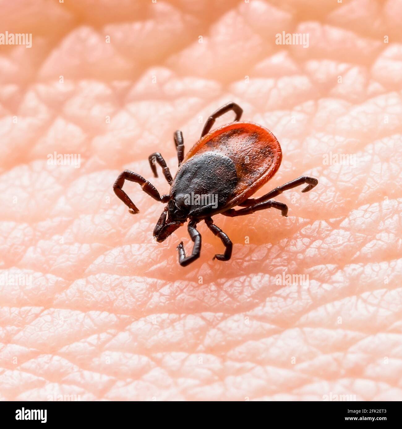 Ixodes scapularis Banque de photographies et d’images à haute ...