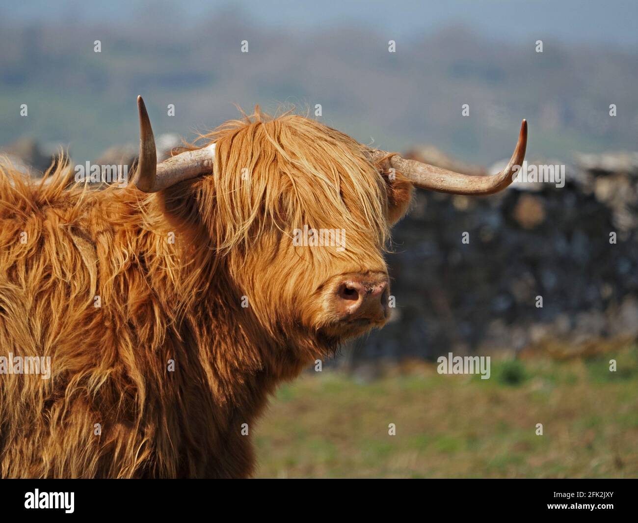 Vache highland profil Banque de photographies et d’images à haute ...