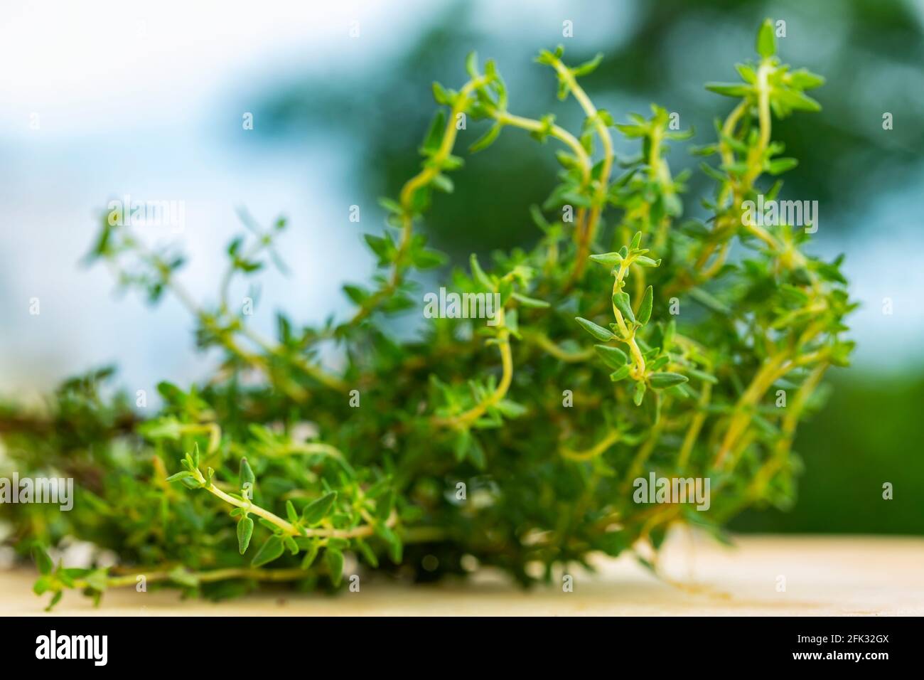 Thym botanique Banque de photographies et d’images à haute résolution ...