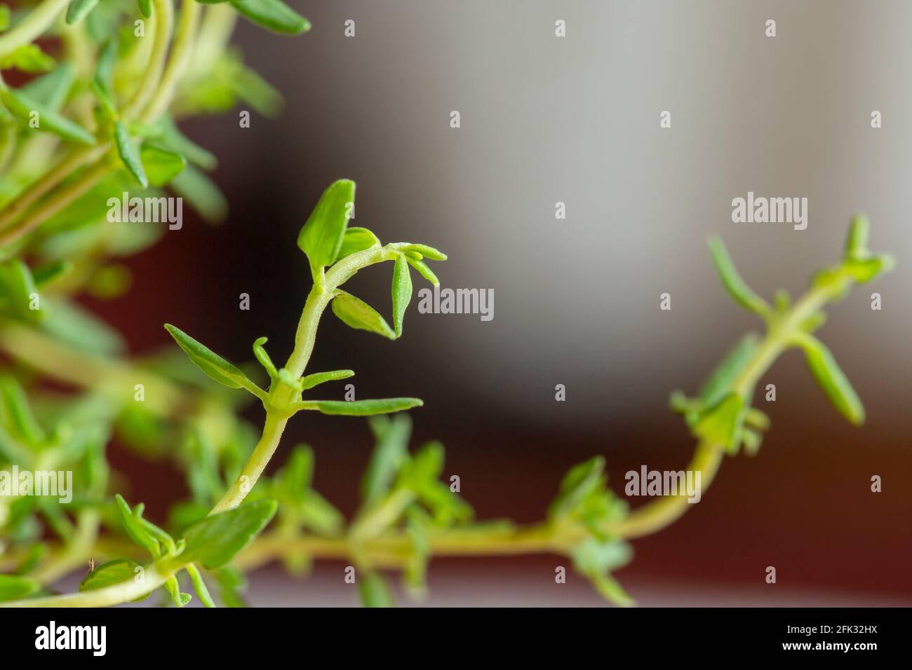 Feuilles de thym Banque de photographies et d’images à haute résolution - Alamy