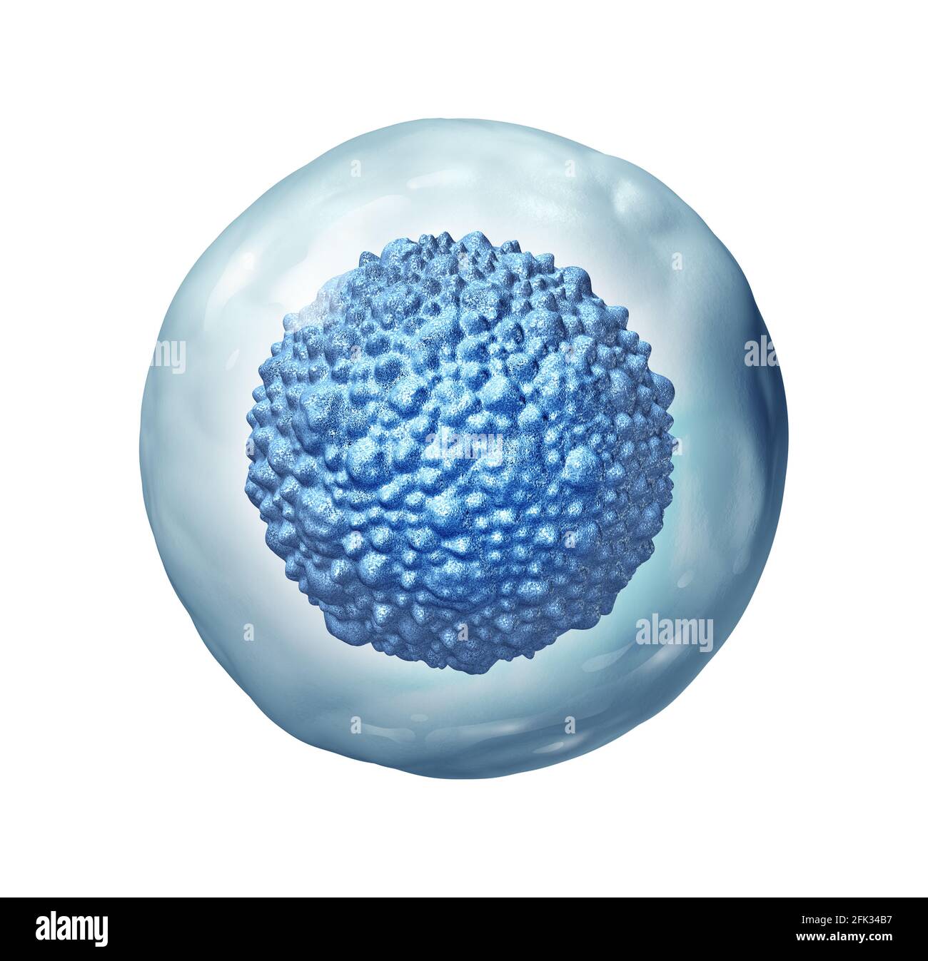 Embryonic cell Banque de photographies et d’images à haute résolution ...