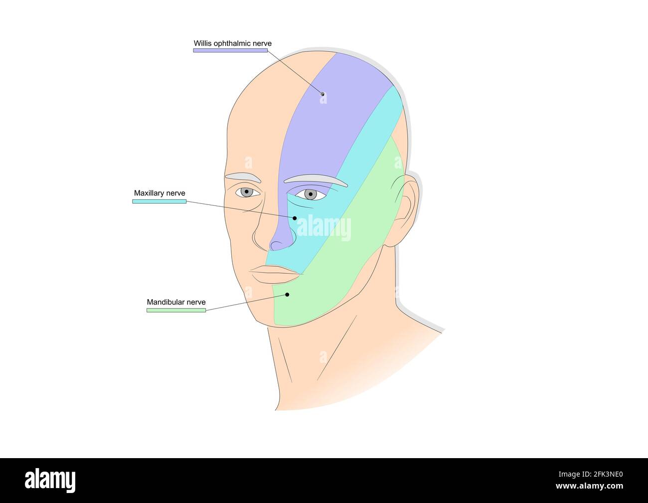 Trigeminal nerve Banque de photographies et d’images à haute résolution ...