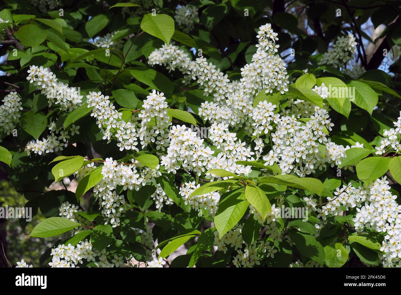 Cerise d'oiseau, hackberry, hagberry, ou arbre Mayday, Gewöhnliche ...