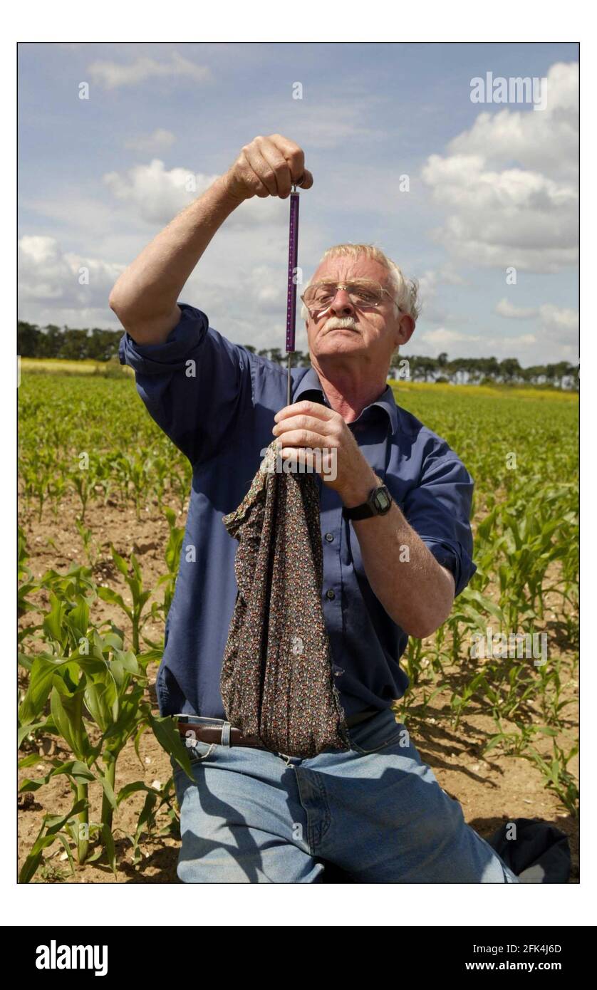 CURLEW EN PIERRE.......... Roger Taylor dans ce pic (homme âgé) et Tim ...
