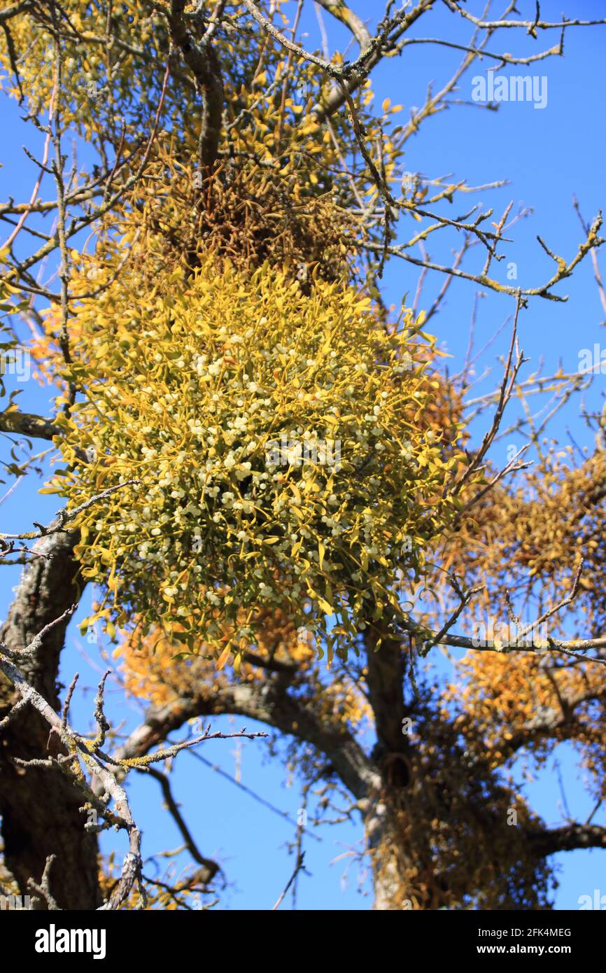 Un arbre avec gui Banque de photographies et d’images à haute ...