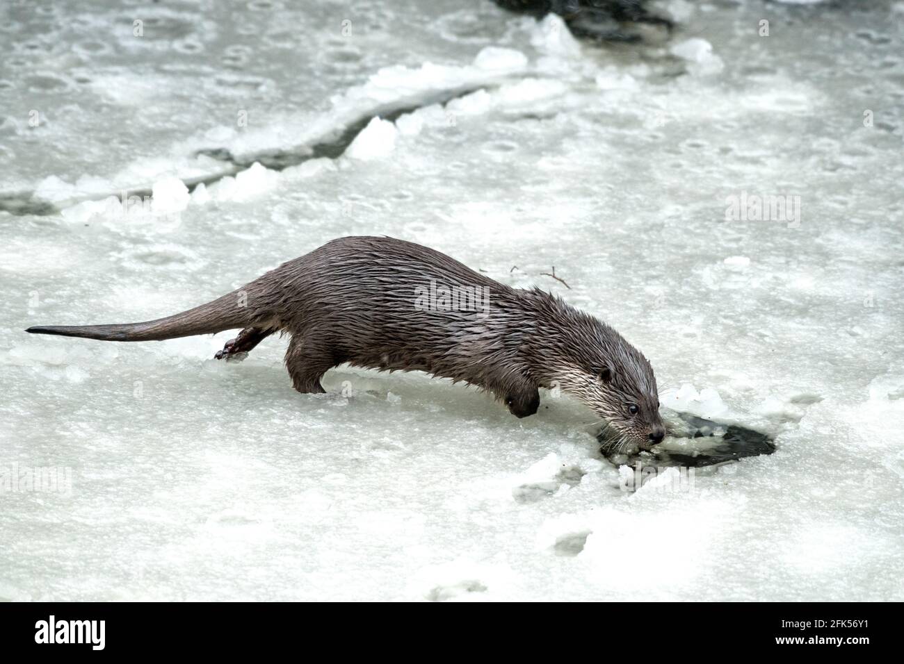 Fischotter im winter Banque de photographies et d’images à haute ...