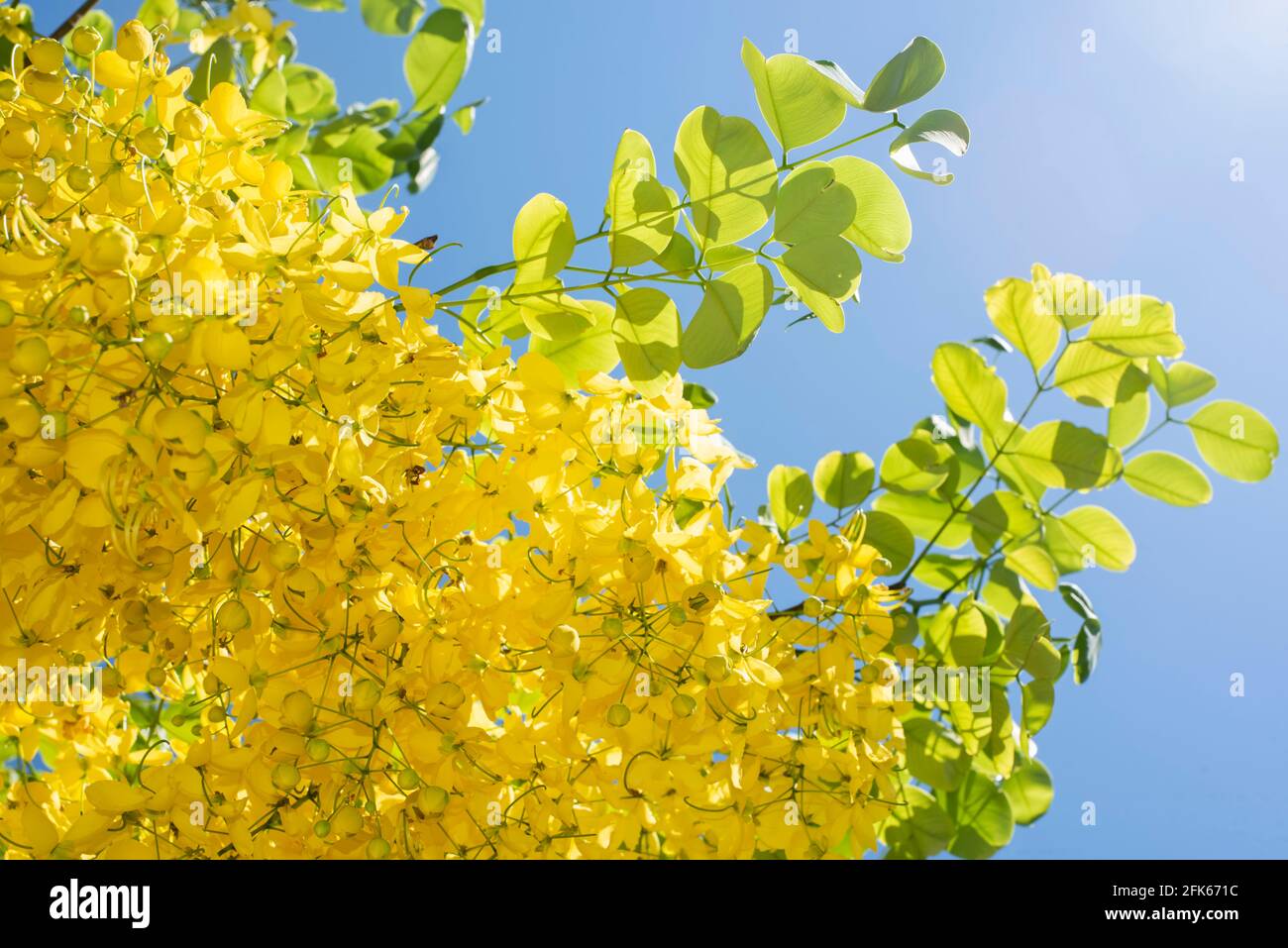 Laburnum flower Banque de photographies et d’images à haute résolution ...
