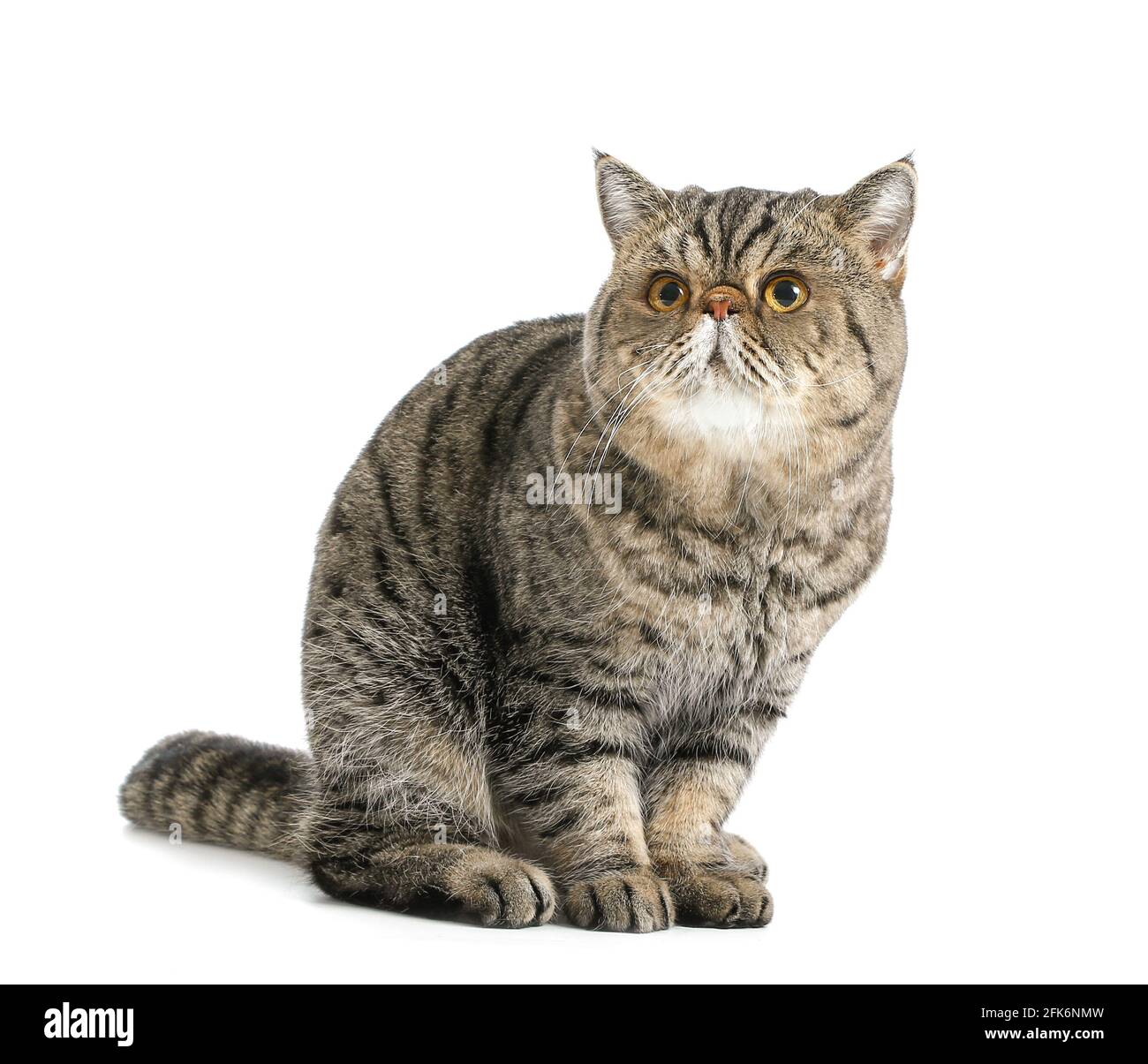 Exotic shorthair Banque d'images détourées - Alamy