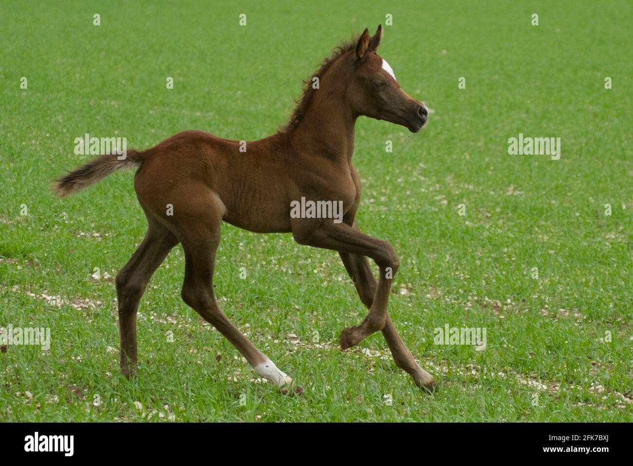 Châtaignier Arabian Foal le cheval arabe ou arabe est une race de ...