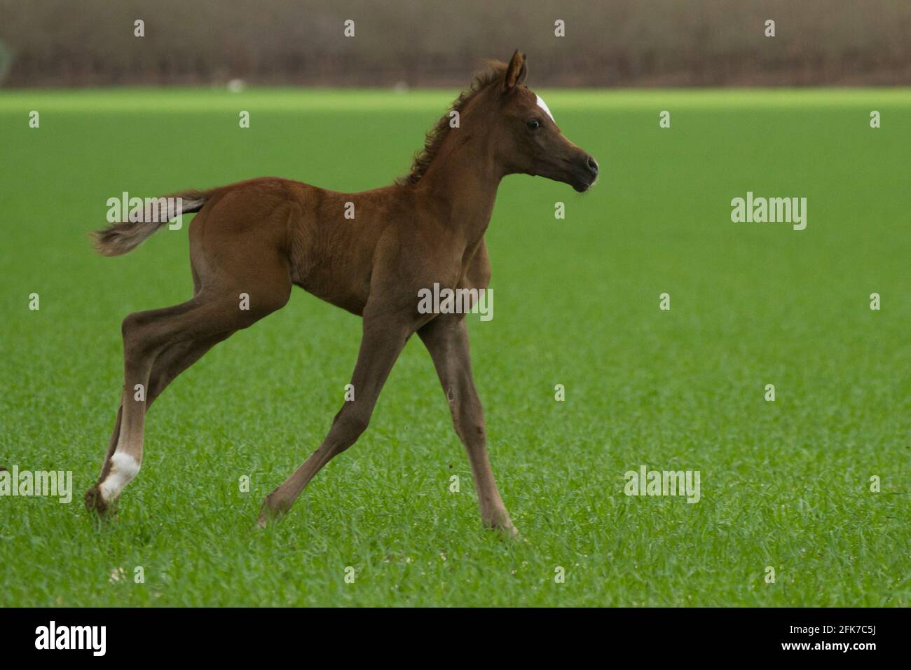 Châtaignier Arabian Foal le cheval arabe ou arabe est une race de ...