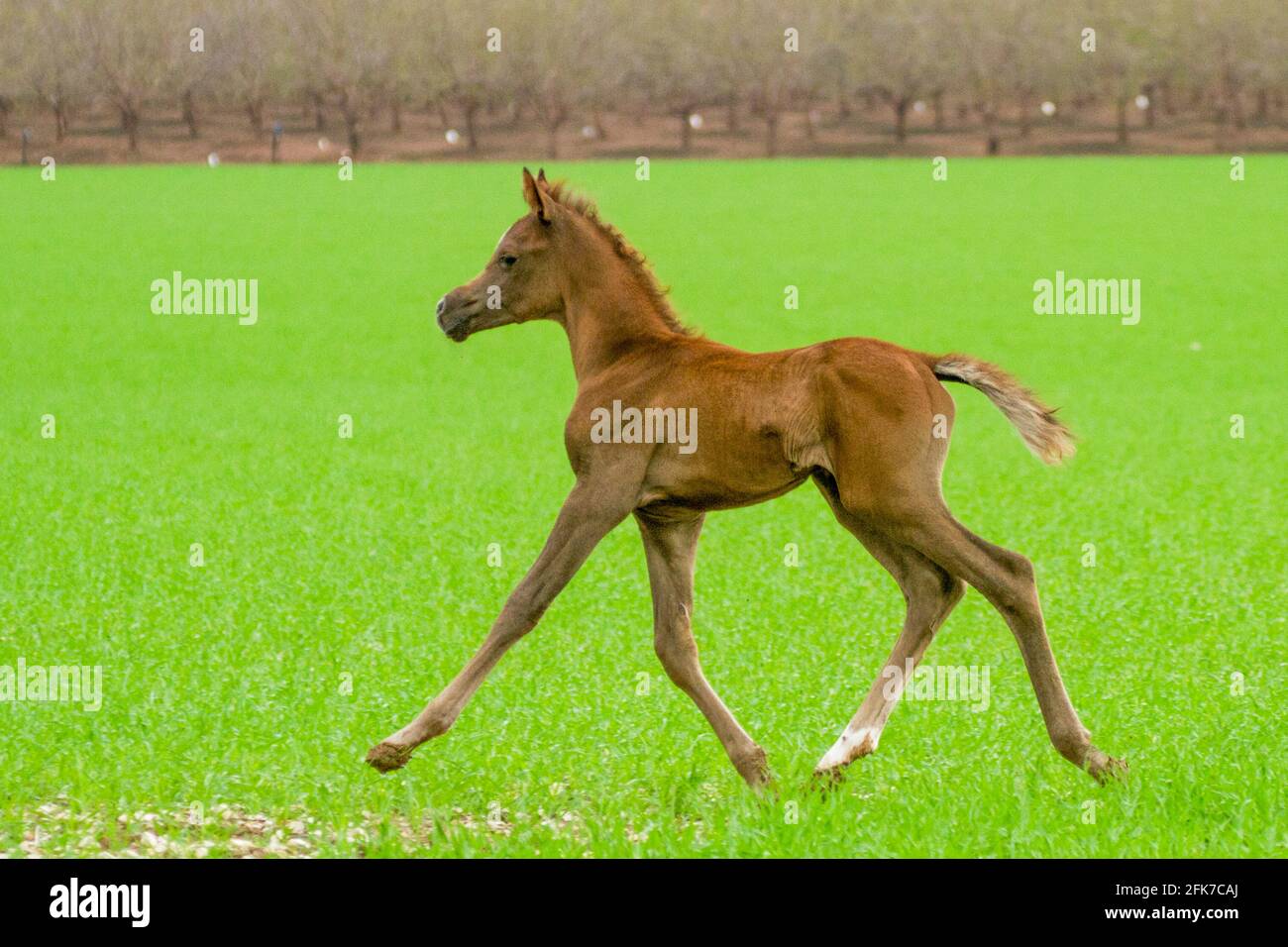 Cheval arabe au galop Banque de photographies et d’images à haute ...