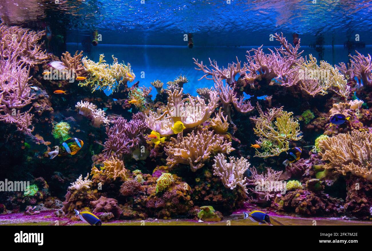 Animaux du monde sous-marin. Écosystème. Poissons tropicaux colorés. La ...