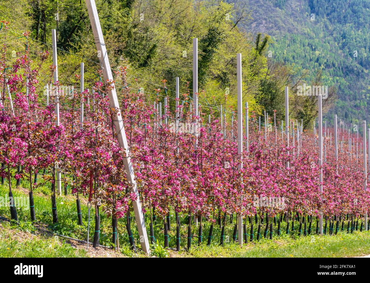 Fleurs de pommes kissabel Banque de photographies et d’images à haute ...