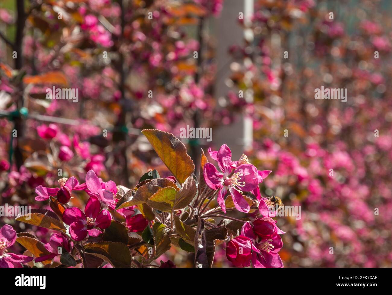 Variété de pomme rouge Banque de photographies et d’images à haute ...