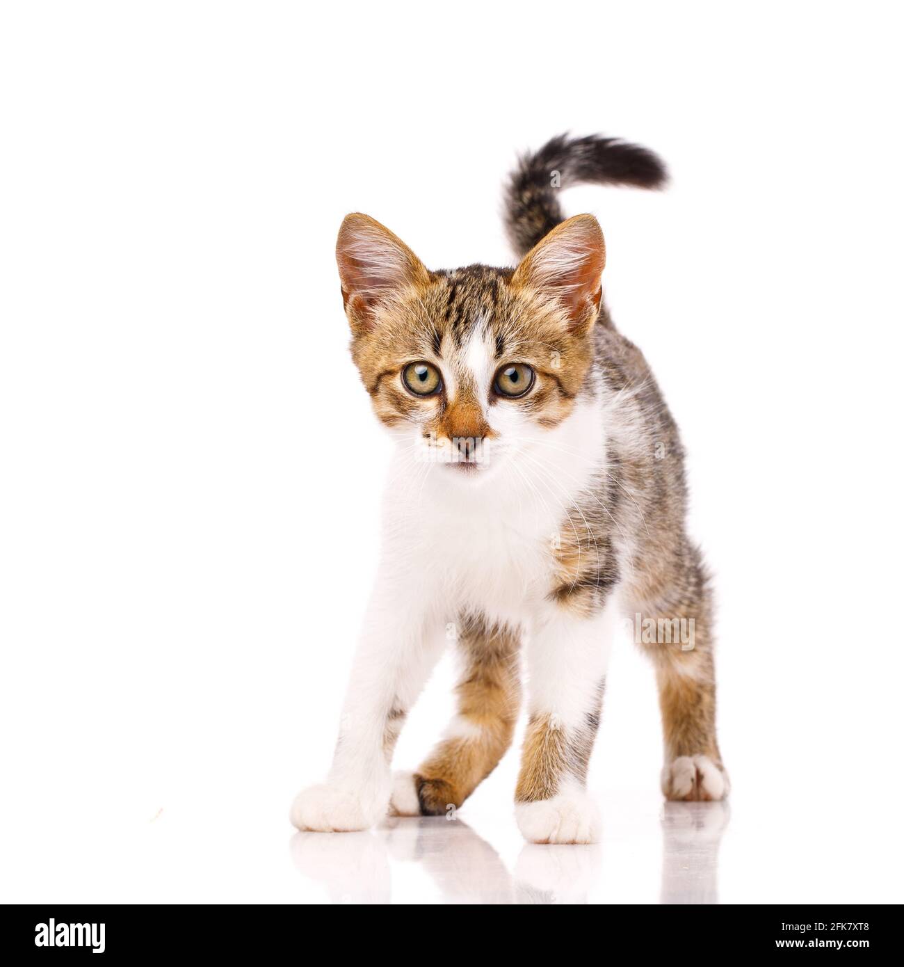 Portrait d'un jeune petit chaton tricolore avec des yeux jaunes debout ...