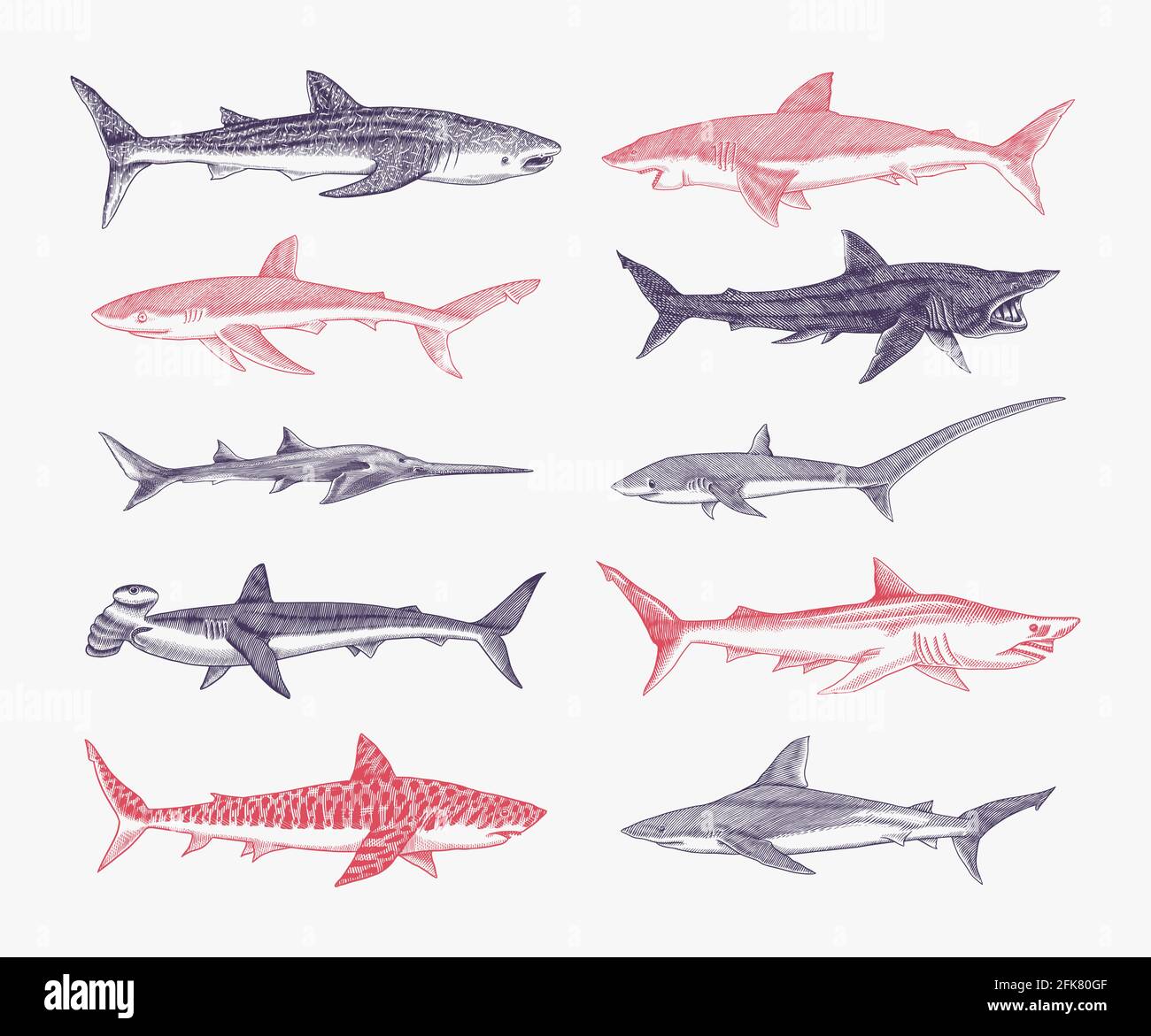 Sharks Set.Grand requin blanc, requin-scie Sixgill. Basking Sand Tiger ...