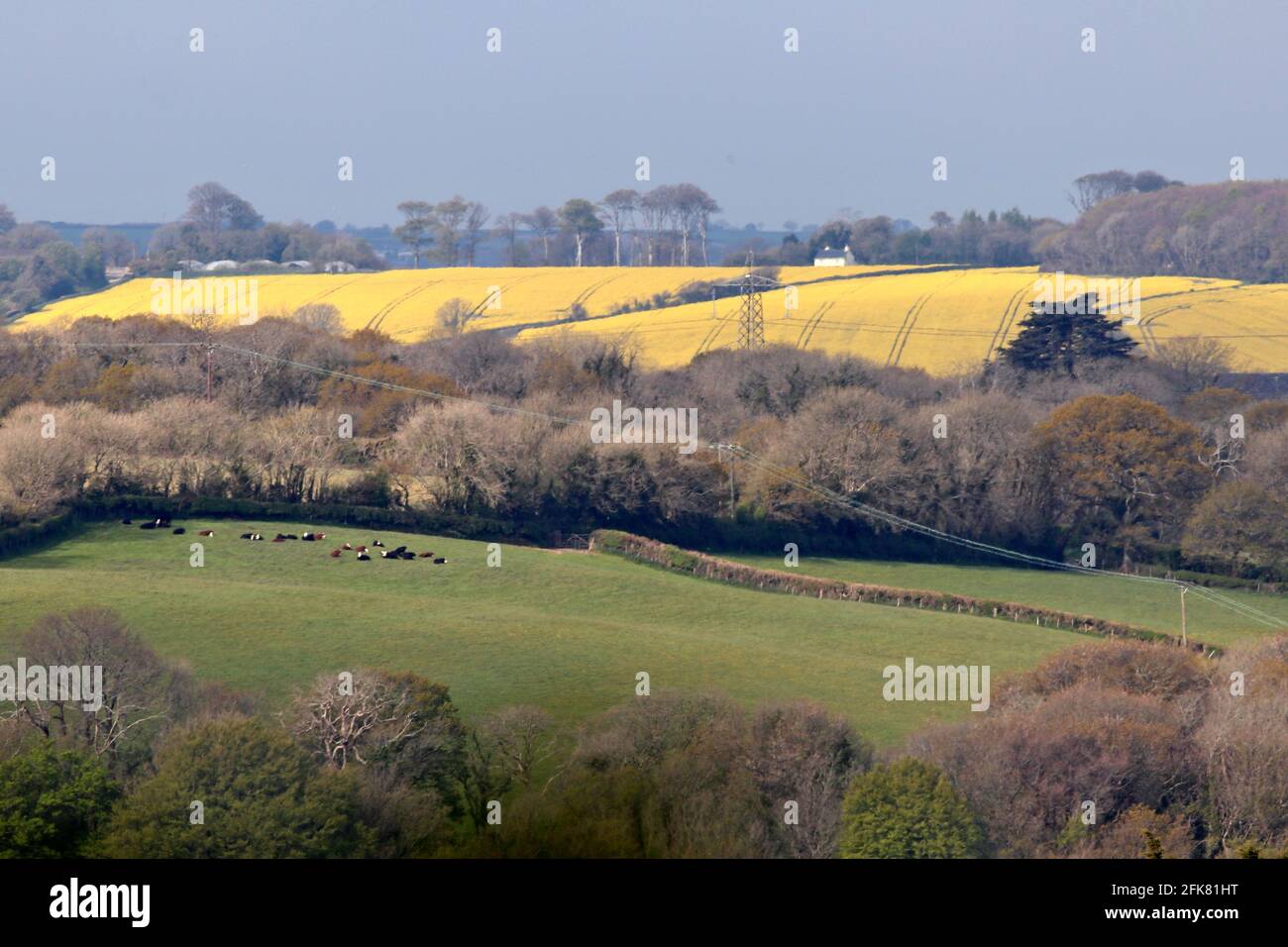 Colza et colza Banque de photographies et d’images à haute résolution ...