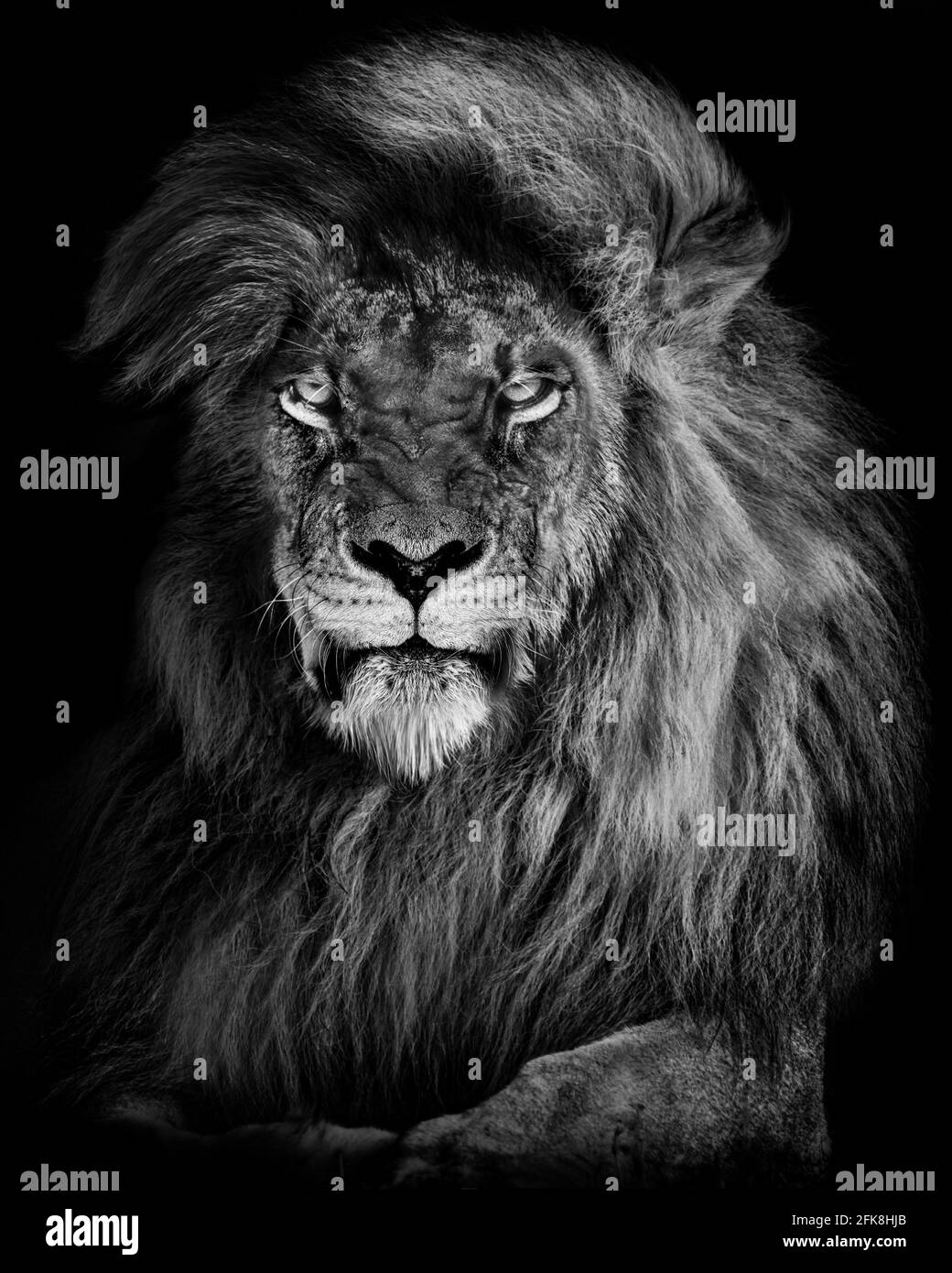 Lion Crinière Noire Banque d'image et photos - Alamy