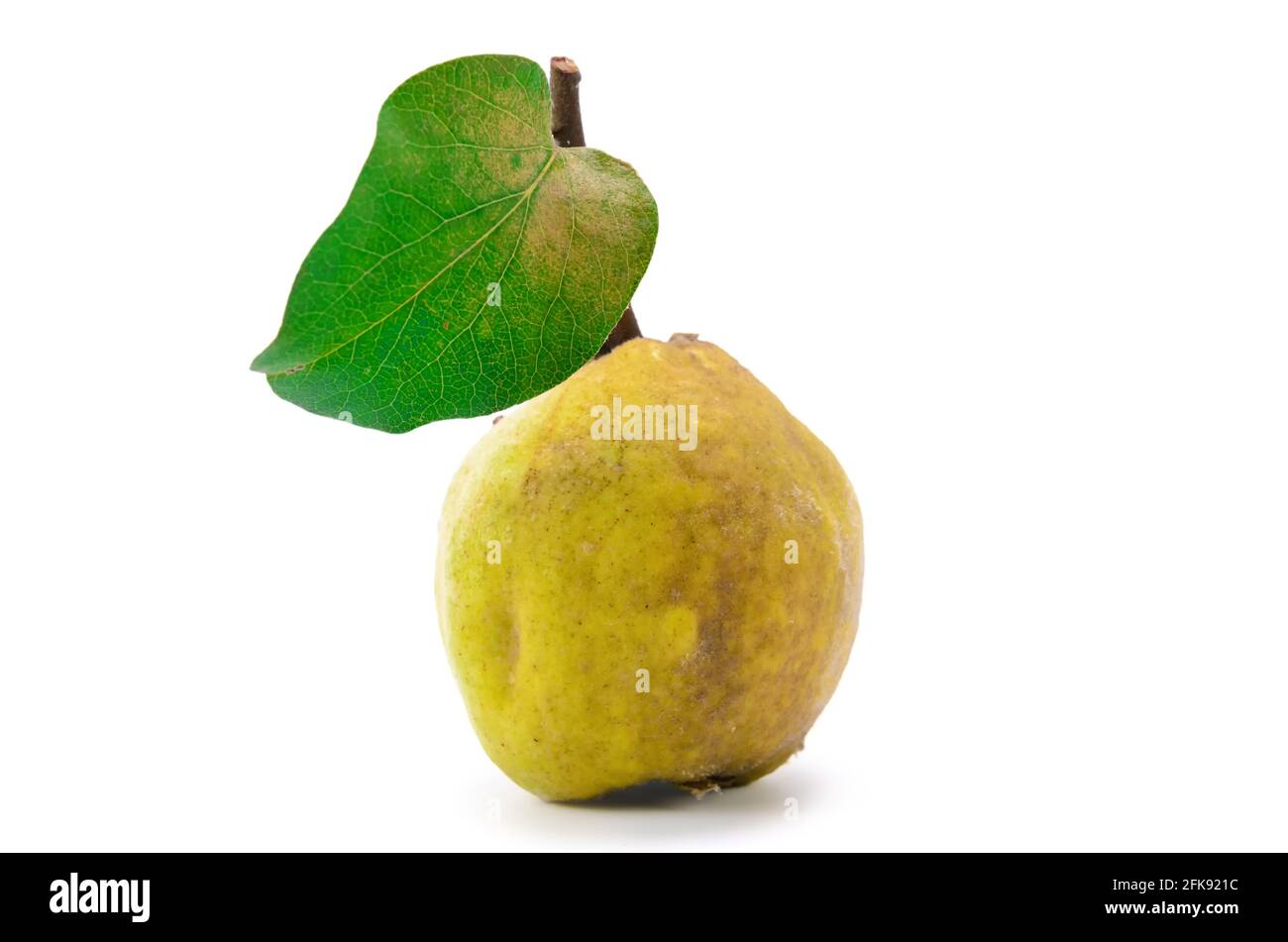 Feuilles de coing Banque d'images détourées - Alamy