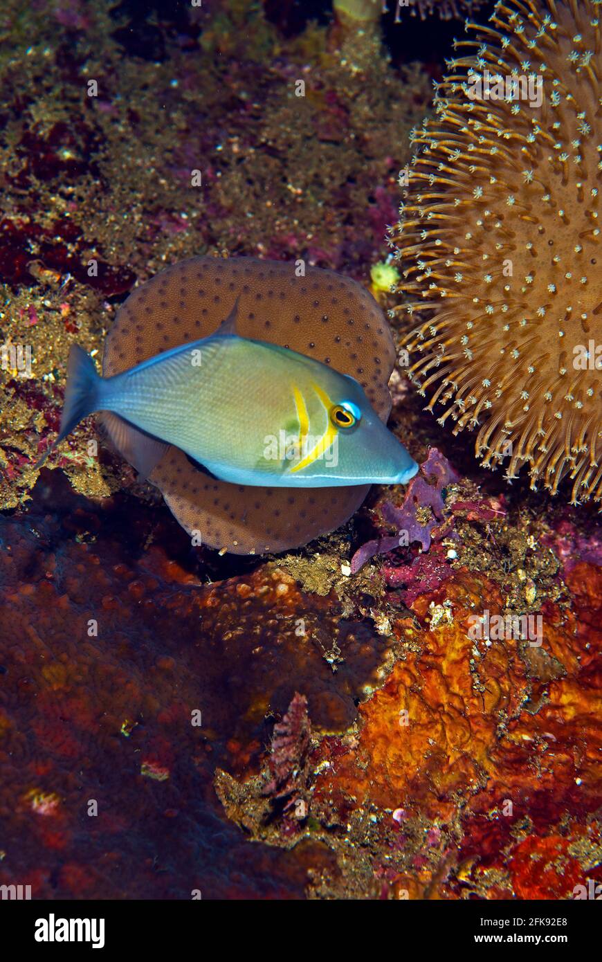 Hirokawa maru Banque de photographies et d’images à haute résolution ...