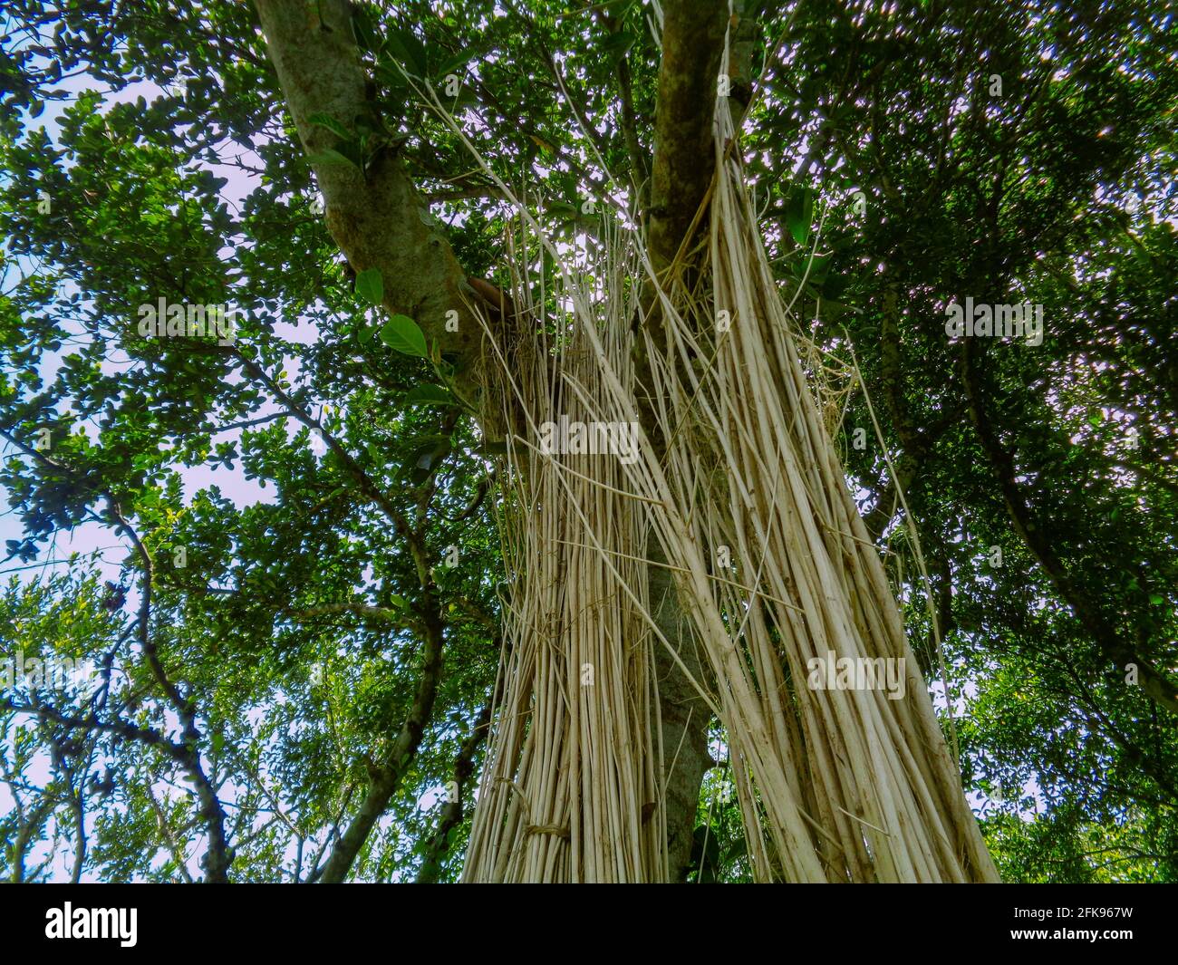 Jute plant Banque de photographies et d’images à haute résolution - Alamy