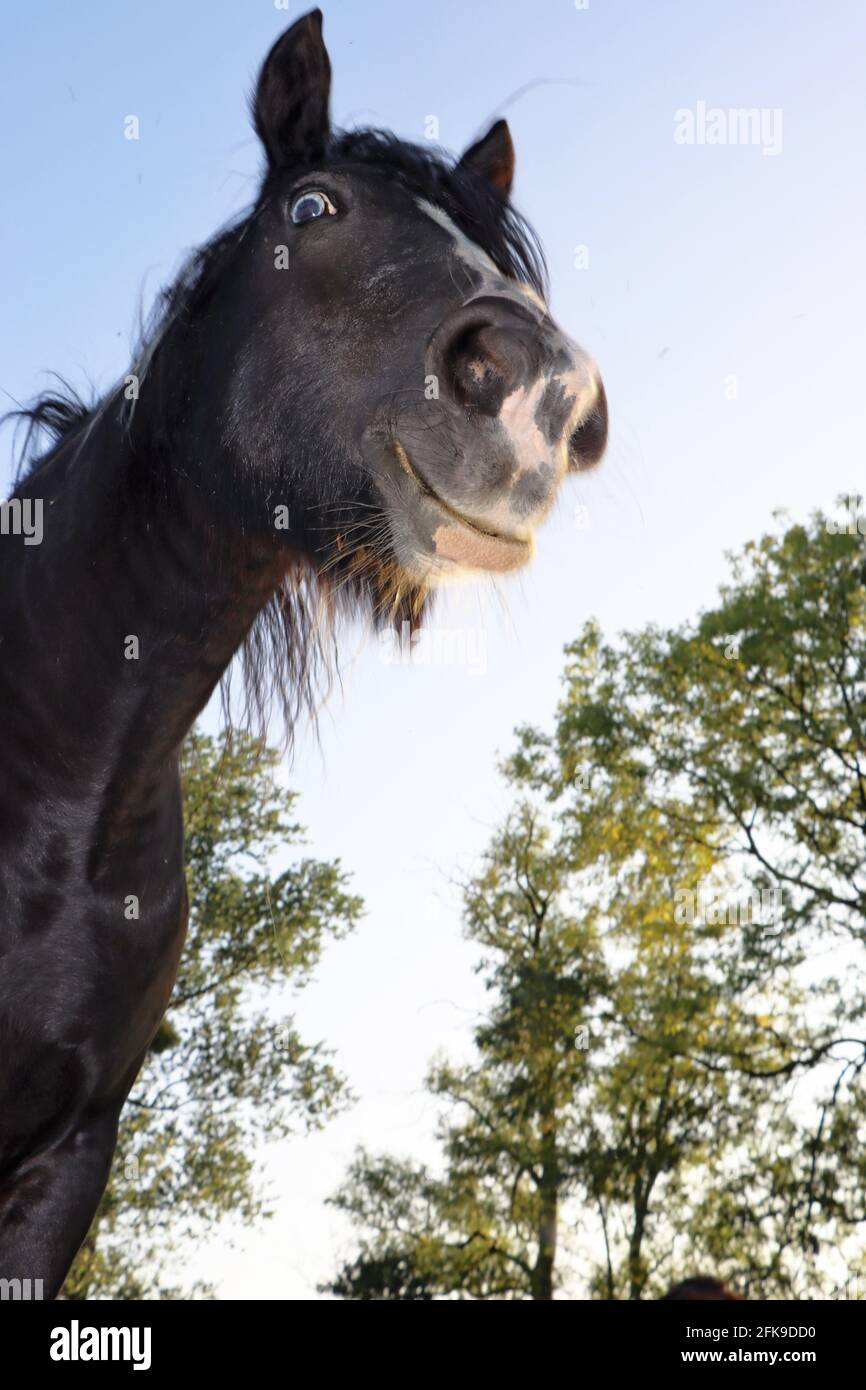 Cheval brun qui rit Banque de photographies et d’images à haute ...