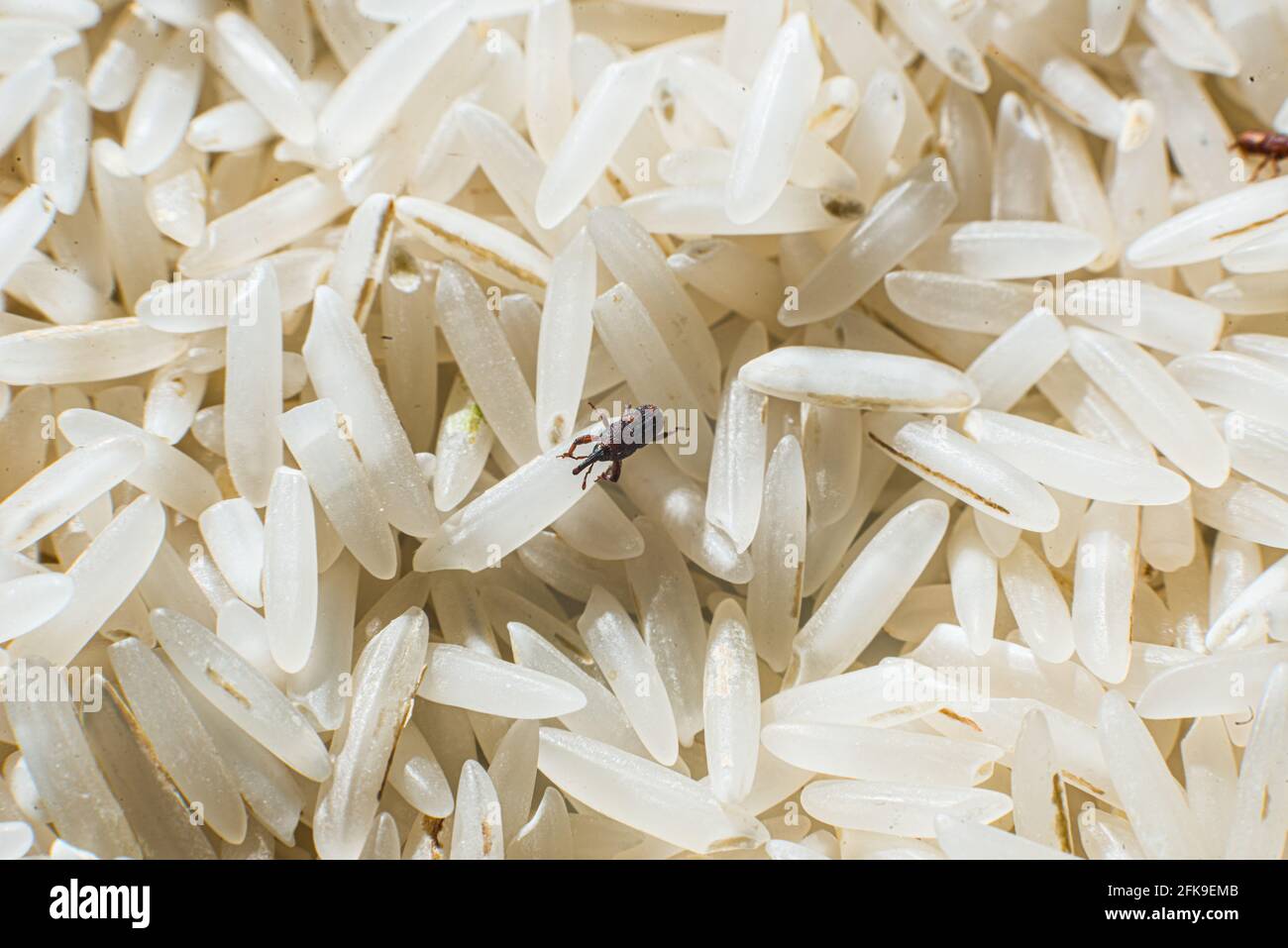 Punaise Des Semences De Riz Banque d'image et photos - Alamy