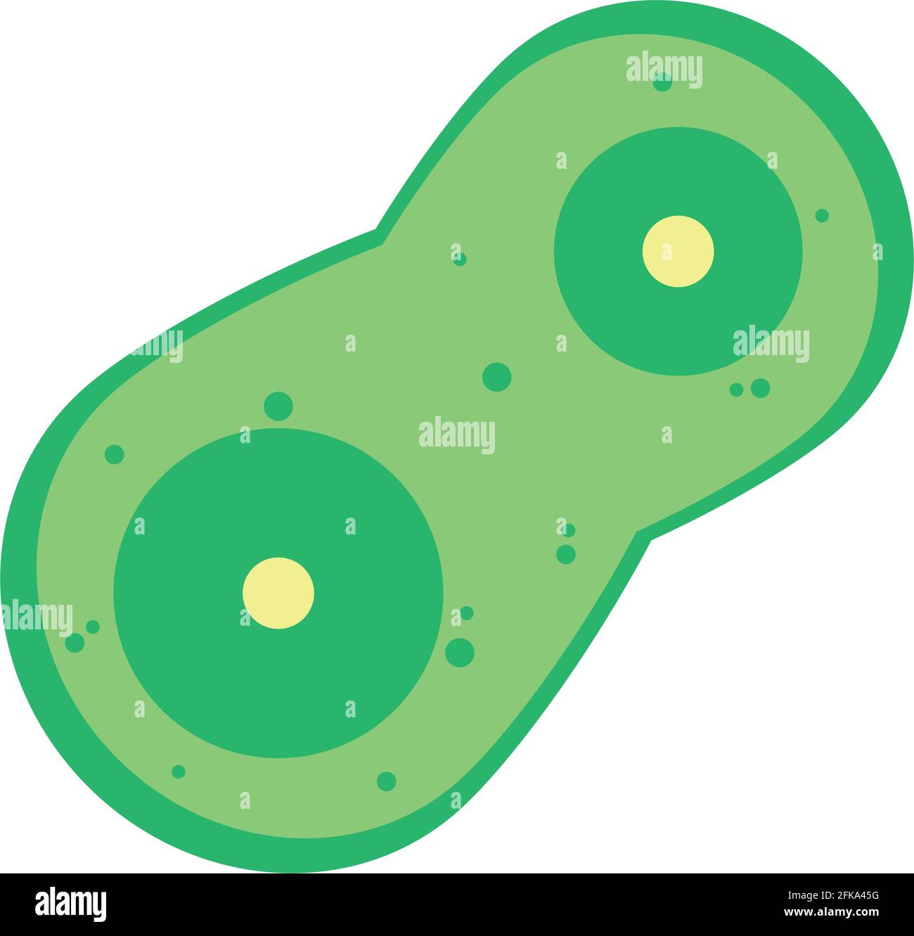 Cell mitosis Banque d'images vectorielles - Page 2 - Alamy